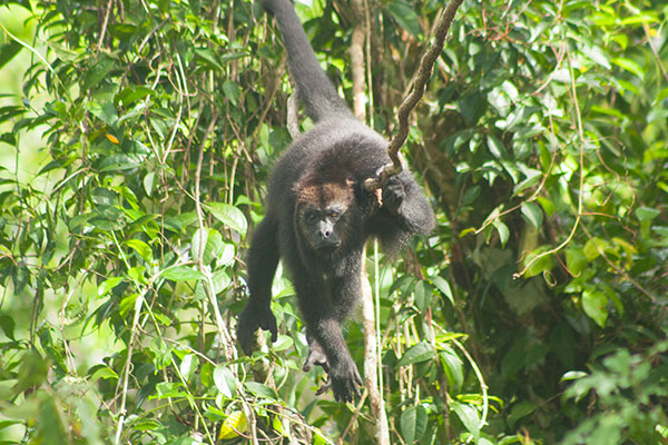 Bird´s Eye View Lodge - lodge set on the banks of the Crooked Tree ...